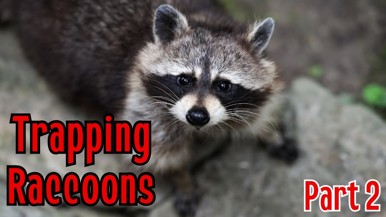 HOW TO TRAP A RACCOON | Part 2 - YouTube