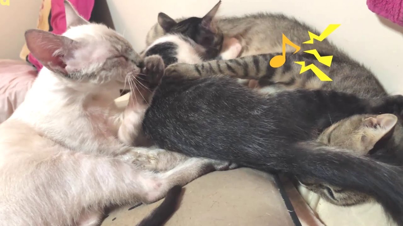 Cat rumbling should be the most relaxing sound ever#54 - YouTube