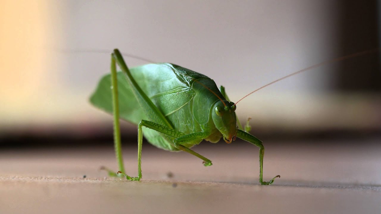 Leaf Bug / Katydid - YouTube