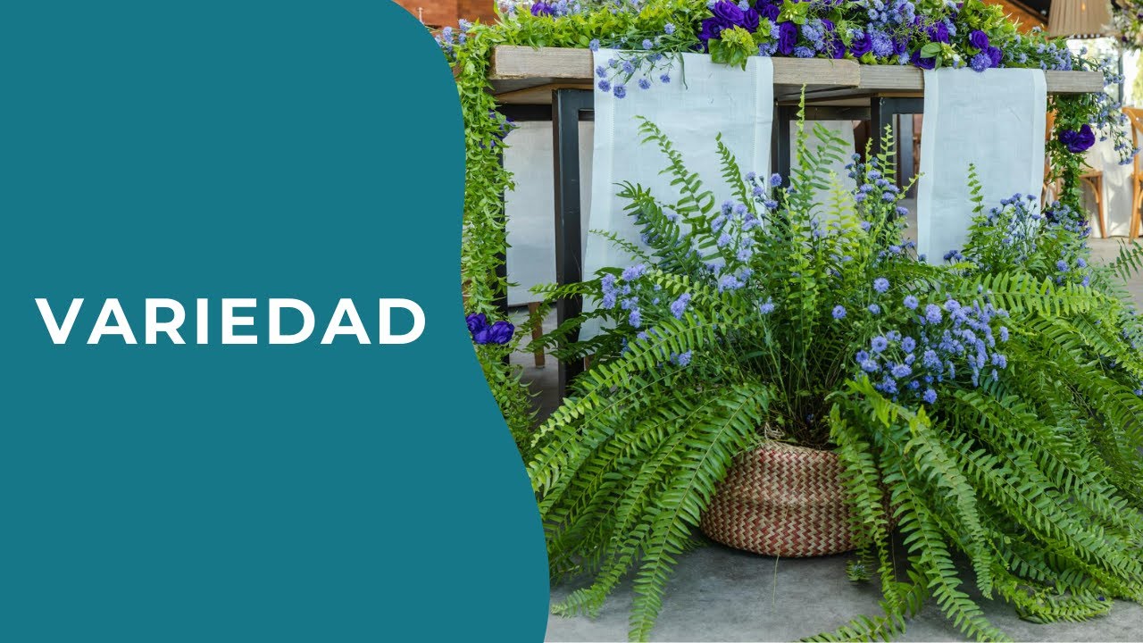 8 TIPOS de HELECHOS y sus características - YouTube