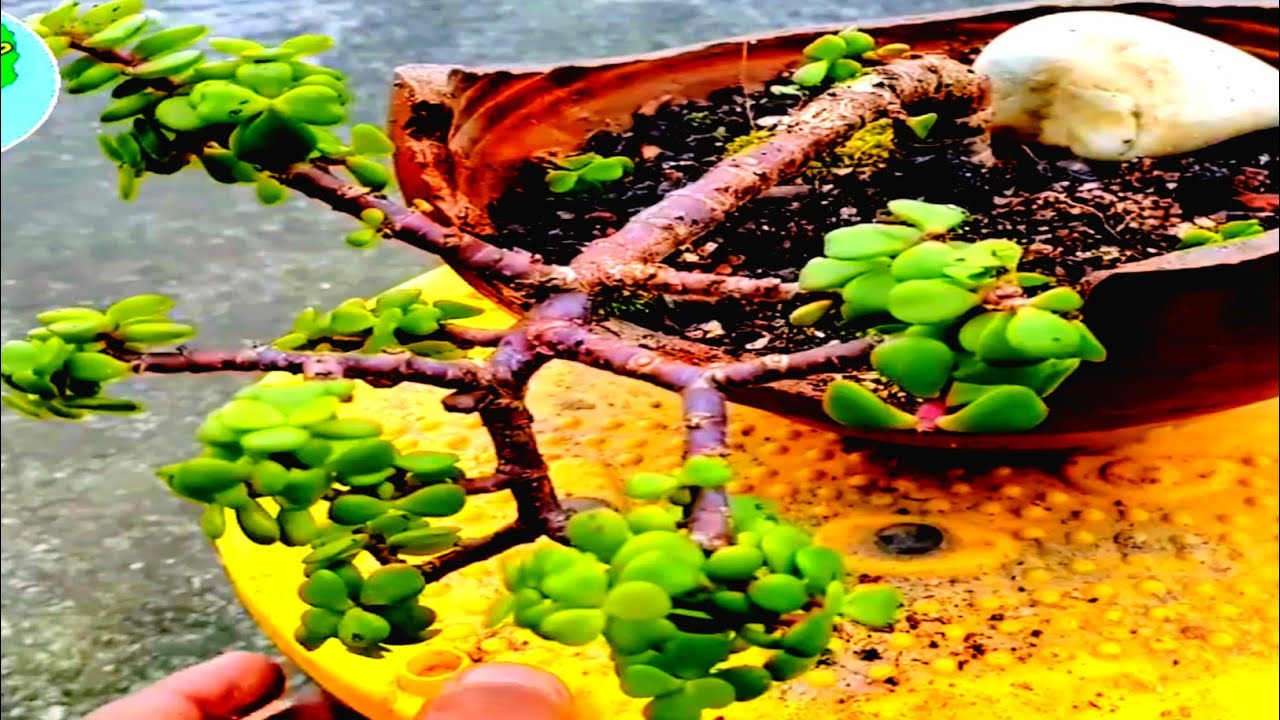 Make Jade Bonsai : Semi-cascade Style by @GreenSpoonGarden - YouTube