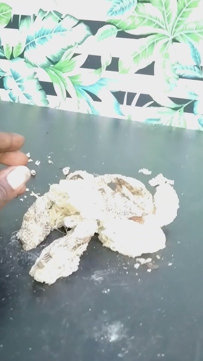 Nibbles the Burmese python shed her skin.💯🔥 - YouTube