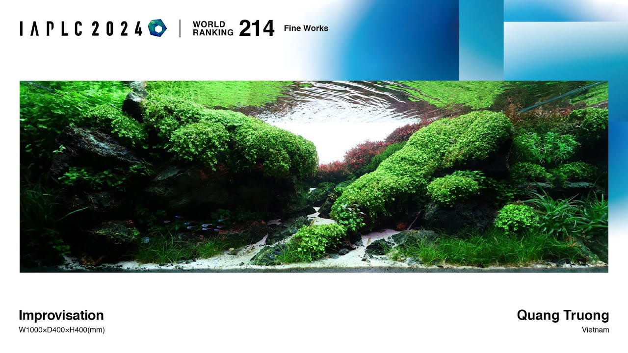 IAPLC 2024 R#214 by Quang Truong | "Improvisation" | W100xD40xH40 cm ...