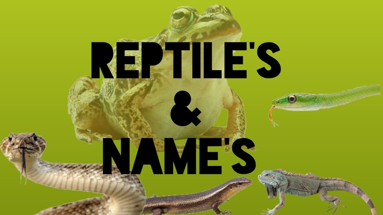 Reptiles | Reptiles and Names | Reptiles Name with image - YouTube