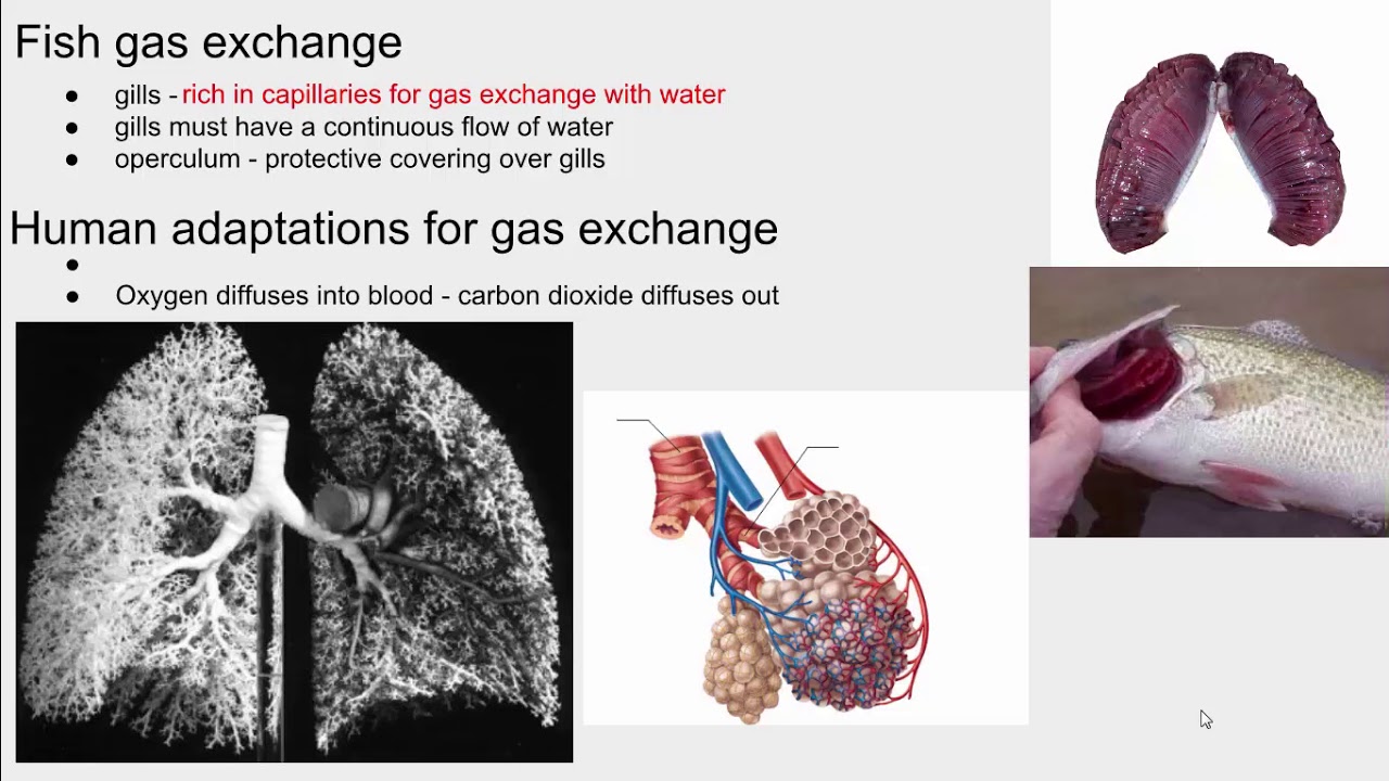 AP Bio Prep - Gas Exchange - YouTube