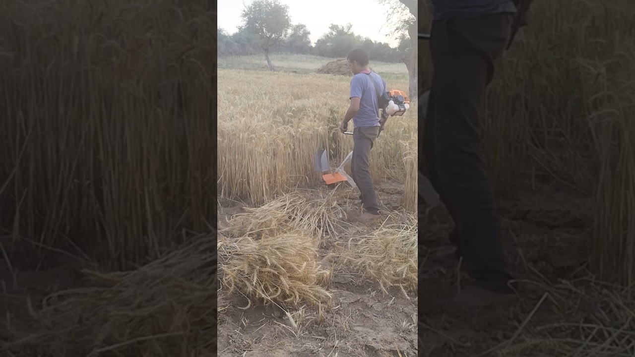 धान, गेहूं कटाई करने की मशीन (Rice, Wheat Ripper Machine) - YouTube