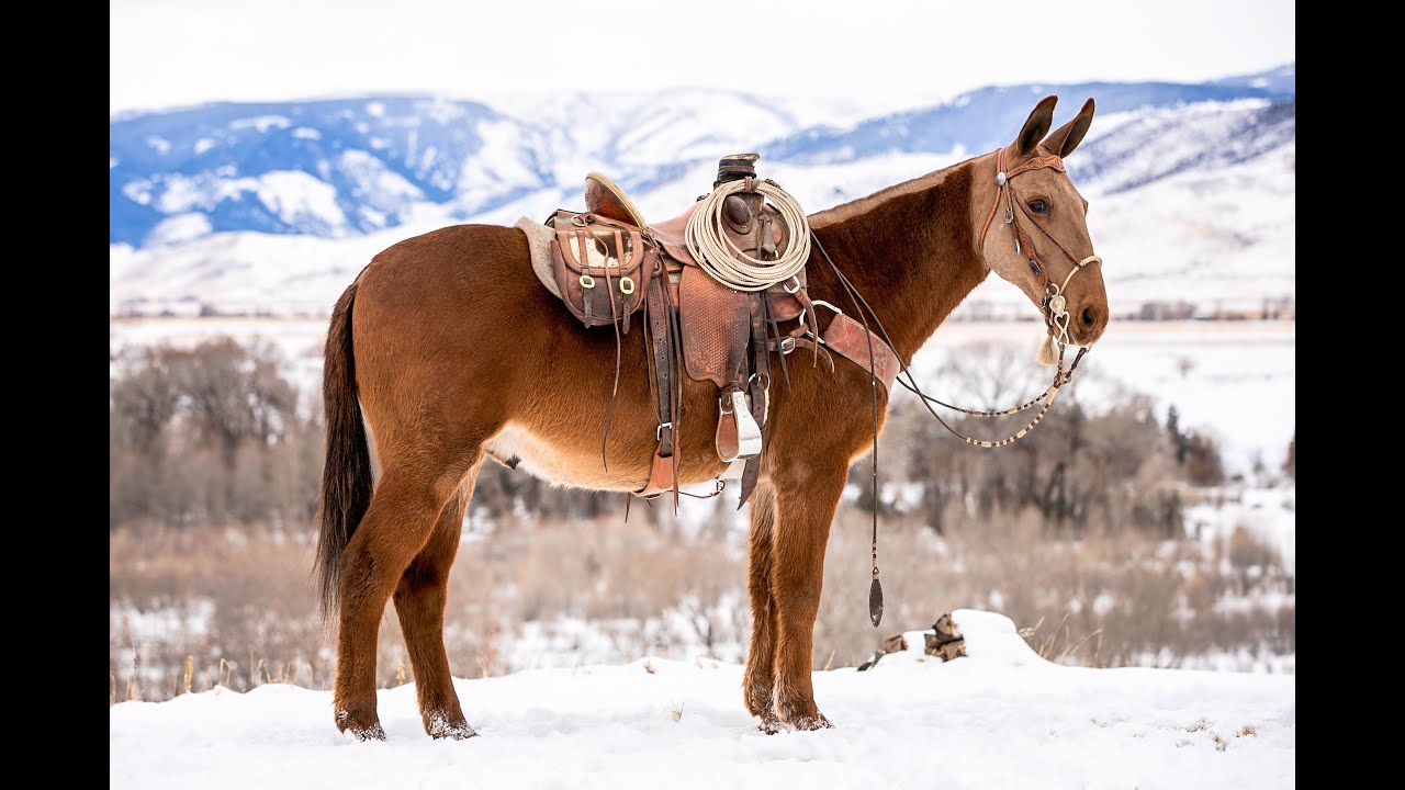 Hip # 16, Sallee's Lefty, consigned by Scott Sallee to sell at Jake ...