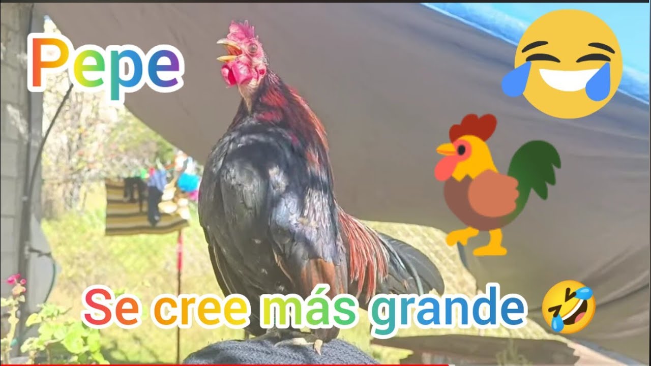Pepe nos salta a la cabeza para cantar más fuerte 🤣 es un gallo muy ...