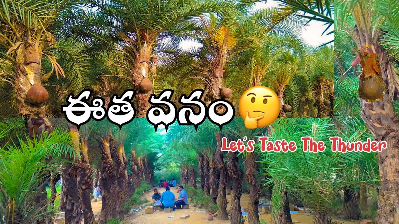 Eetha Vanam (ఈత వనం) | #toddy #kallu #narsapur #viral #trendingtopic ...