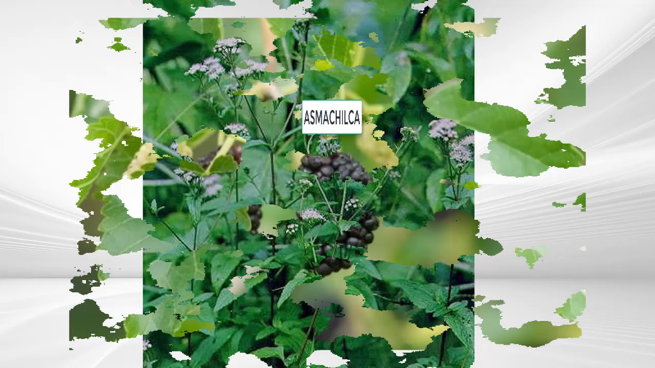 PLANTAS MEDICINALES (TEFA & JESSICA) - YouTube