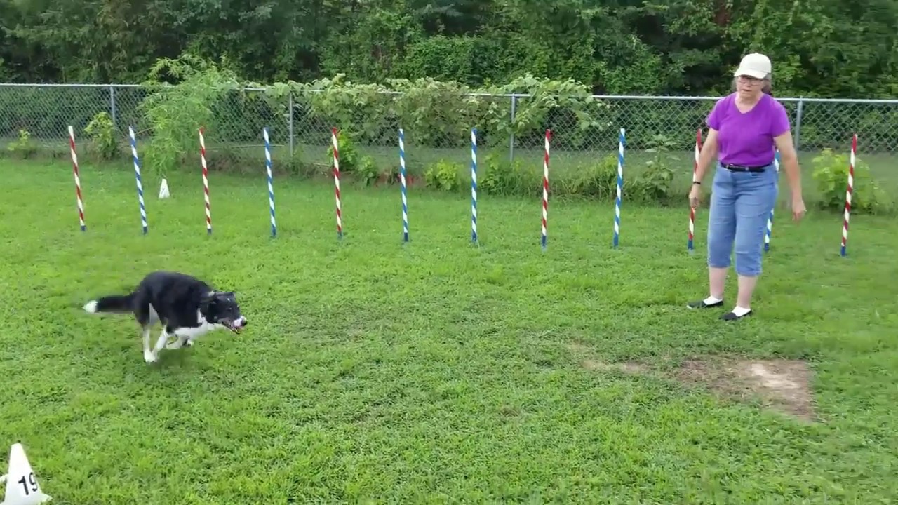 Verbal Agility Command Testing - YouTube