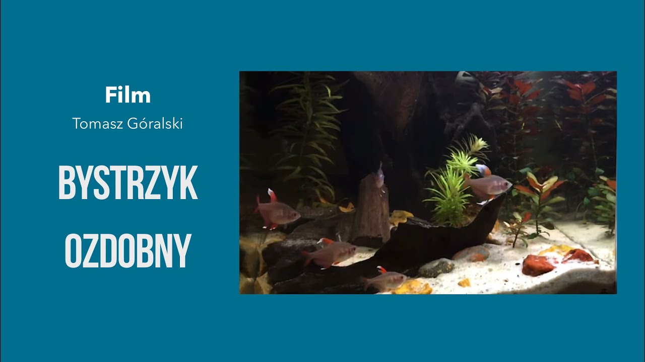 Bystrzyk ozdobny – Bystrzyk ornatus (Hyphessobrycon bentosi) - YouTube