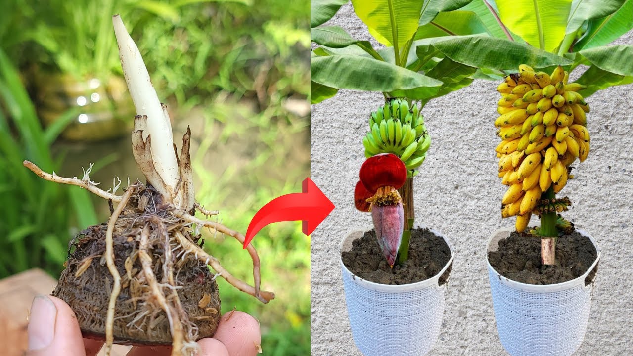 Special Method of Propagating Bananas Using Banana Roots and Banana ...