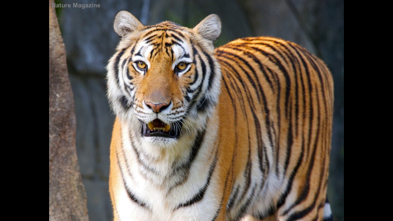 tiger sounds - YouTube