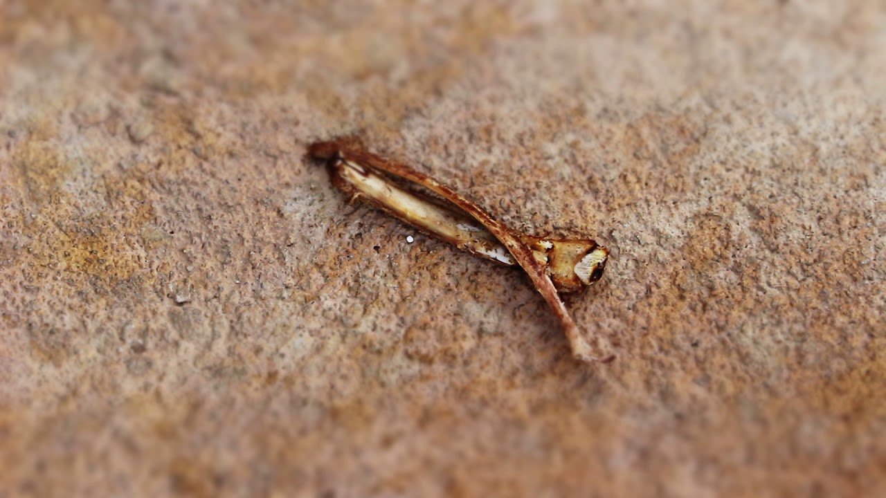 Canon Eos100d miniature effect Video Capture Mode prototype1 - YouTube
