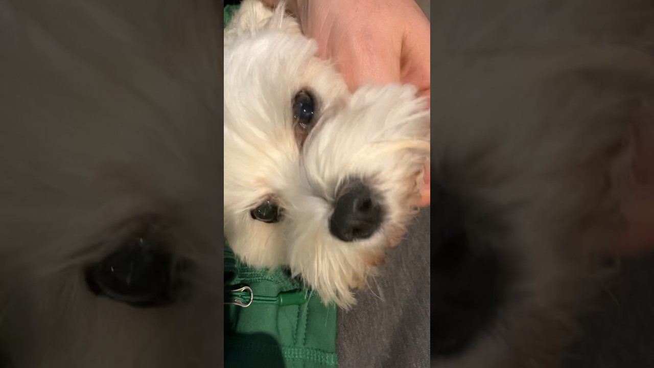 Petting a Maltese #5 (60fps) #maltese #doglover #dog #dogs #dogshorts # ...