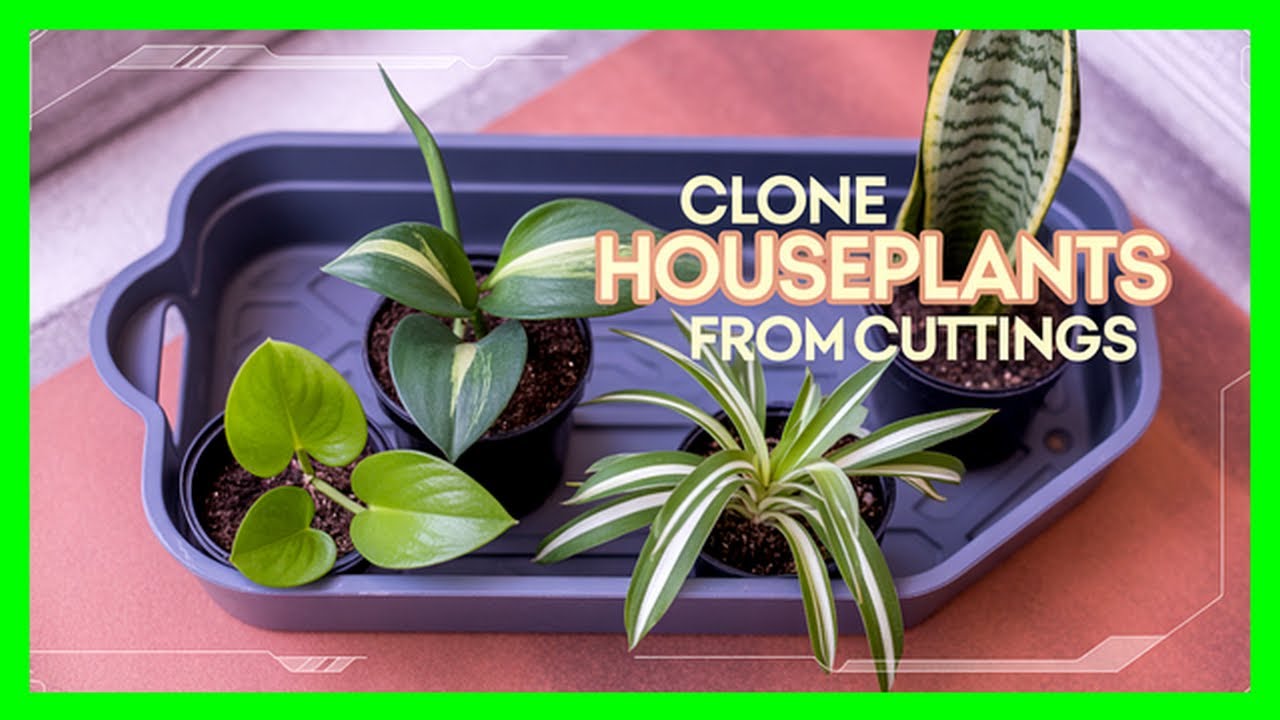 How to Clone Houseplants from Cuttings Easily | Indoor Plant ...