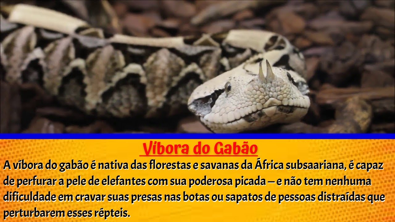 A COBRA COM UMA DAS PICADAS MAIS ASSUSTADORAS DO MUNDO VÍBORA DO GABÃO ...