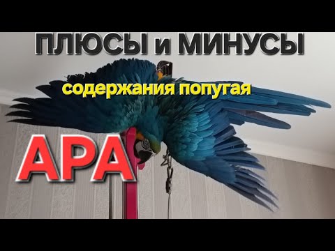 ПЛЮСЫ и МИНУСЫ содержания попугая АРА