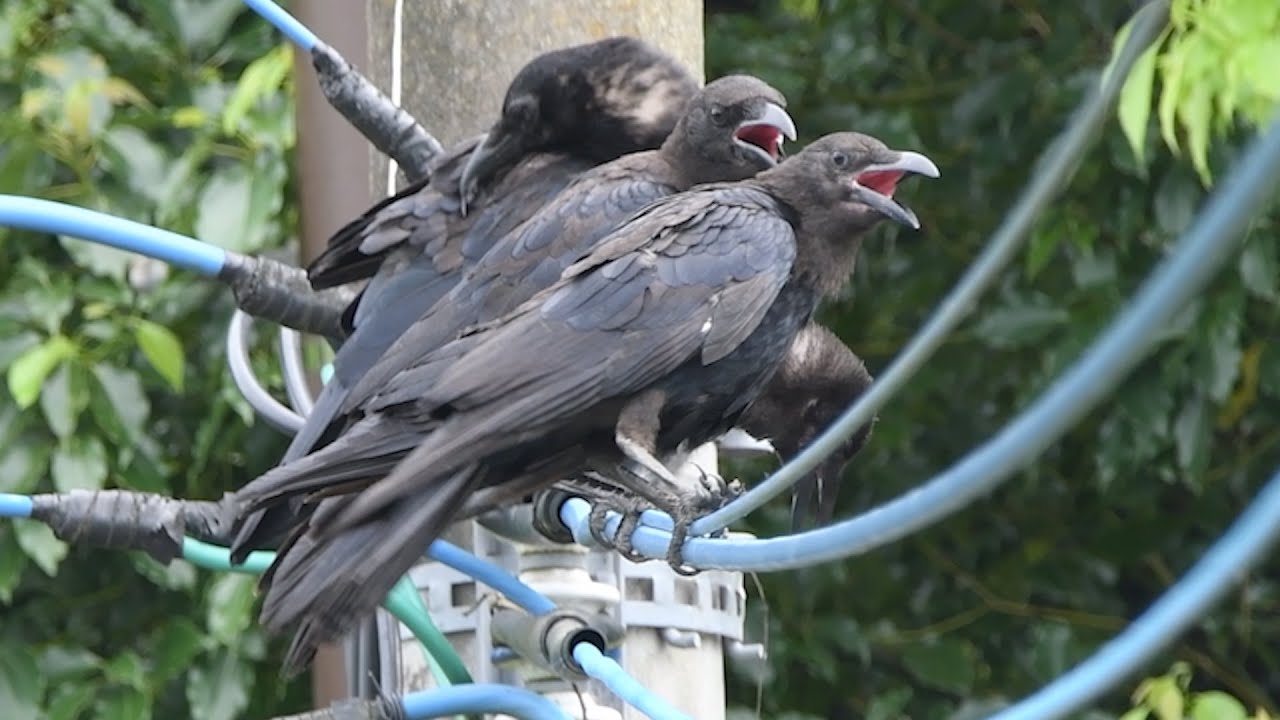 Crows playing (8/20) #crow #wildbird #nature - YouTube