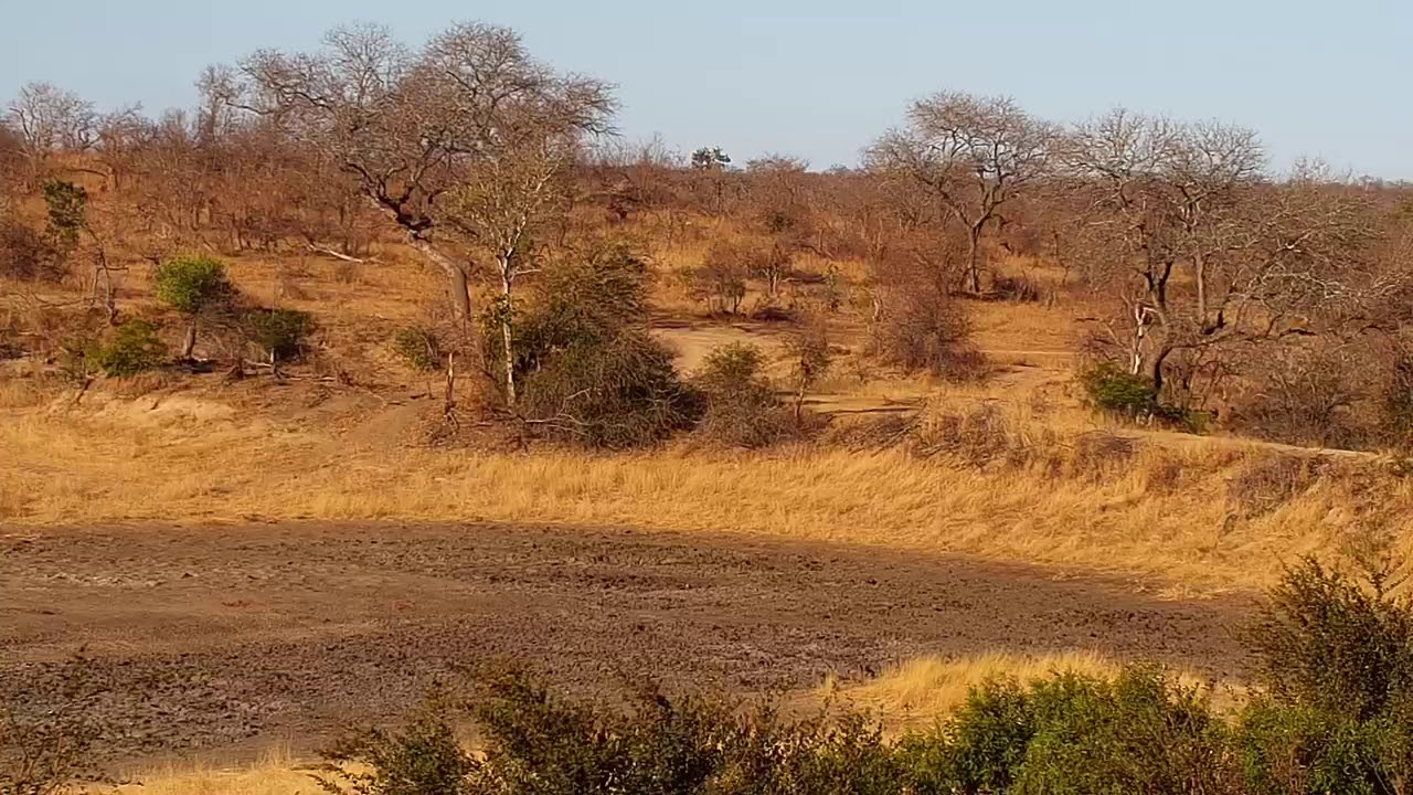 Djuma: Sights and sounds - 15:55 - 08/22/19 - YouTube