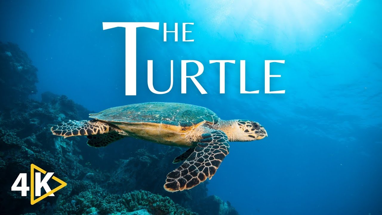 The Turtle in 4K UHD | Oceanic Relaxation Film with Calming Music - YouTube