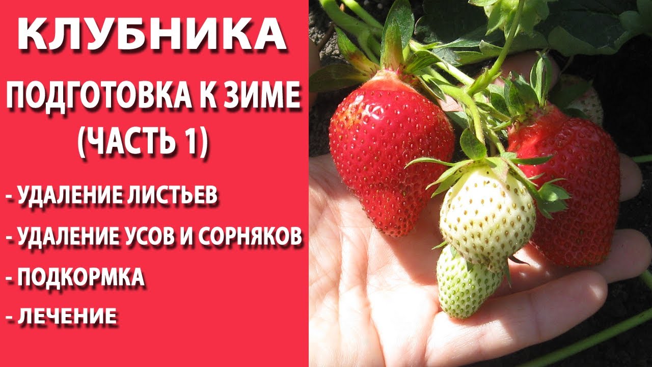 Клубника Хоней. Подготовка к зиме (часть 1). - YouTube