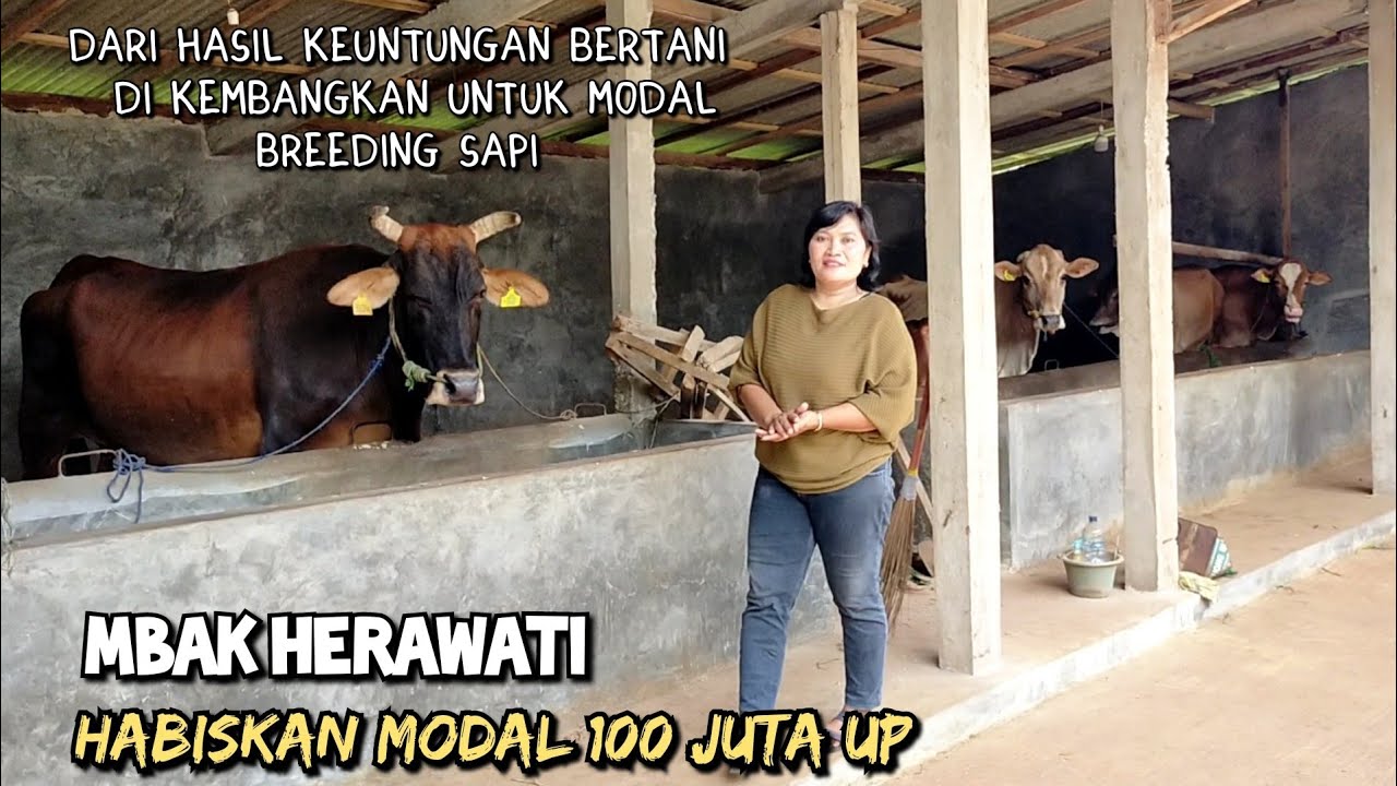 breeding sapi pemula habiskan modal 100 juta up - YouTube