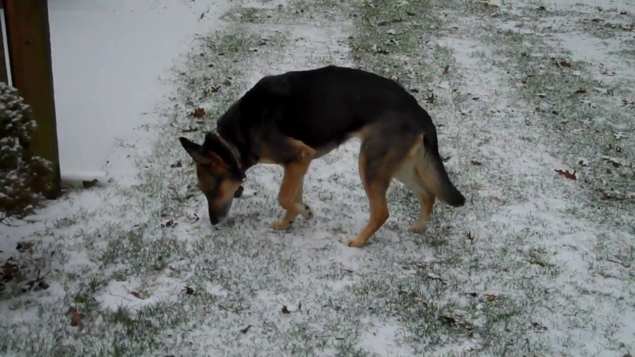 Day 60 post CCL tear non surgical treatment German Shepherd dog Zero ...
