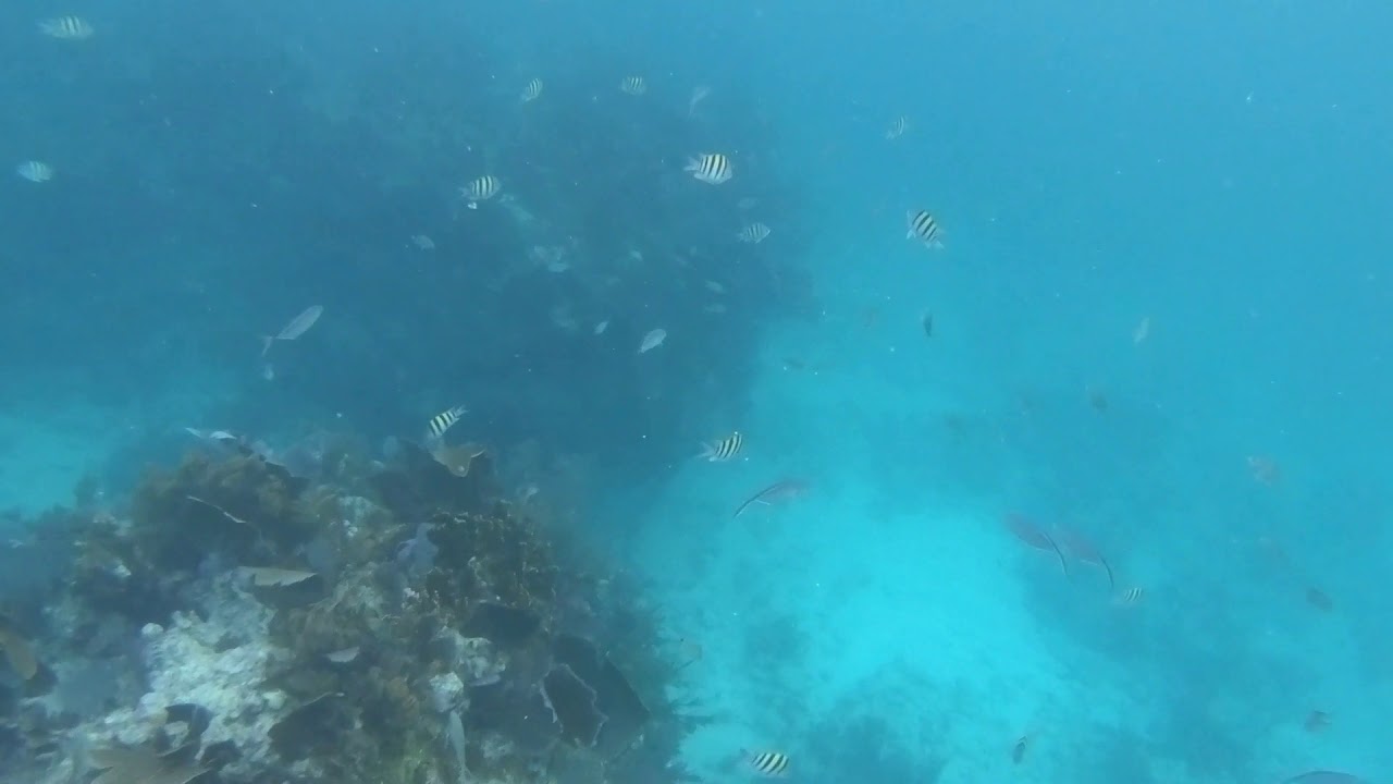 Snorkeling North North Dry Rocks, Key Largo, FL - YouTube