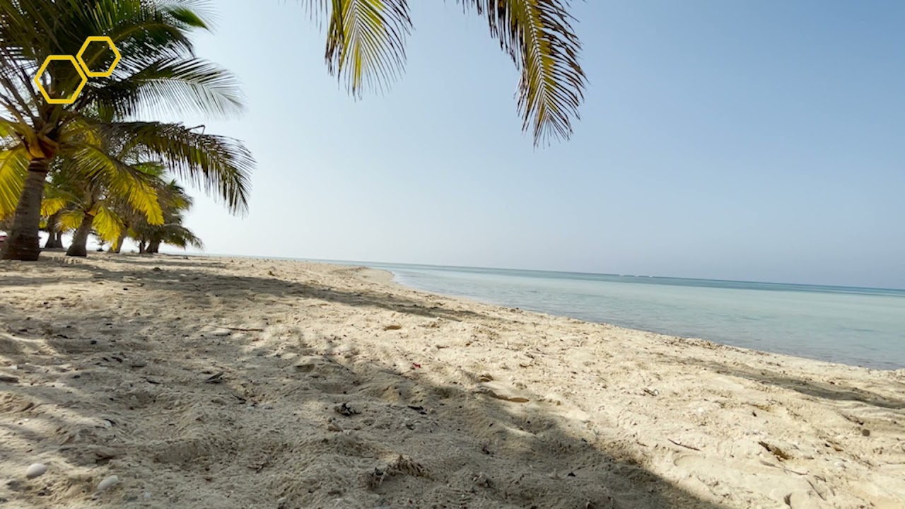 Relaxing view of red sea at yanbu white sand beach under the trees ...