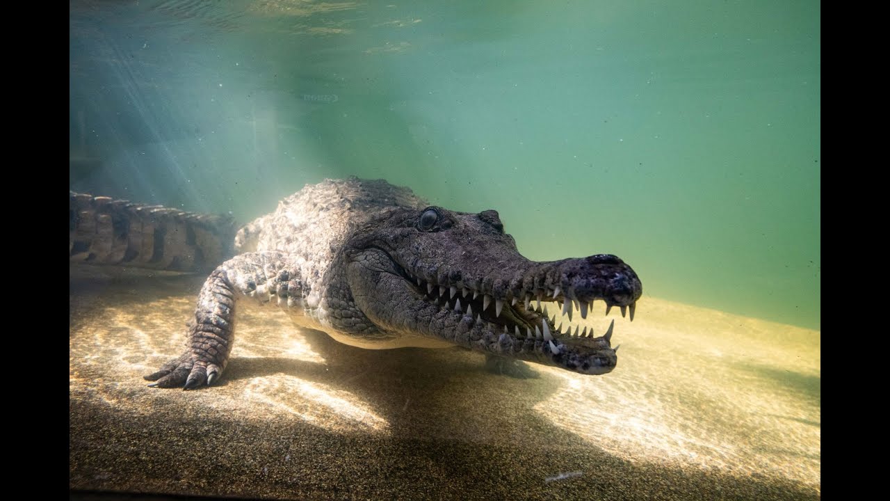 'Croc-ing' around the Christmas Tree | WILD LIFE Sydney Zoo - YouTube