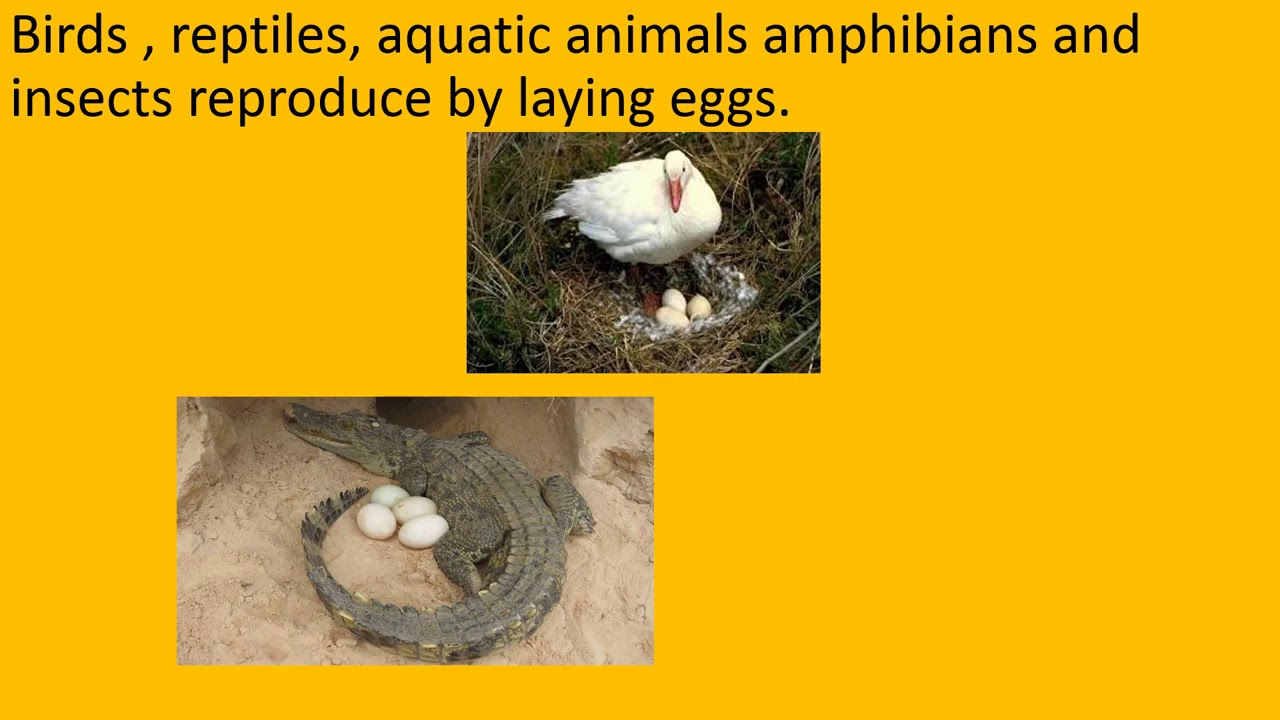 Class 4th,Day-51,Science,Ch-4(Reproduction in Animals),Lecture-1 - YouTube