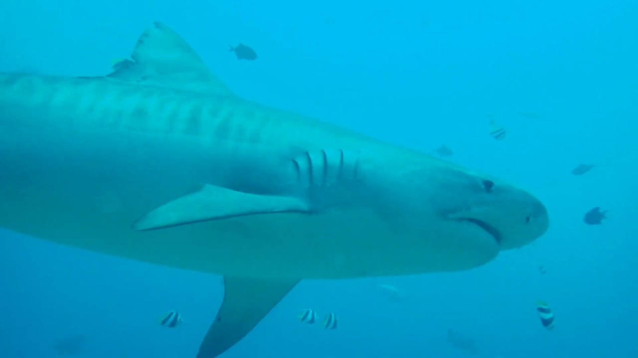 Cathedral Reef Shark Dives - YouTube