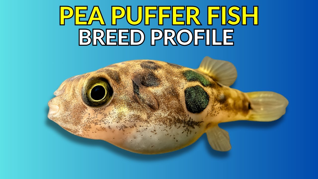 Pea Puffer Fish Care Guide | Dwarf Puffer | Tank Setup Feeding ...