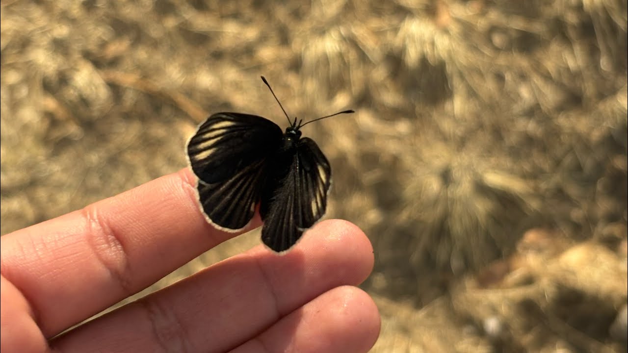 Solo para ti (Leonardo Olvera) - YouTube