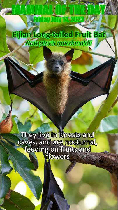 Long Tailed Fruit Bat