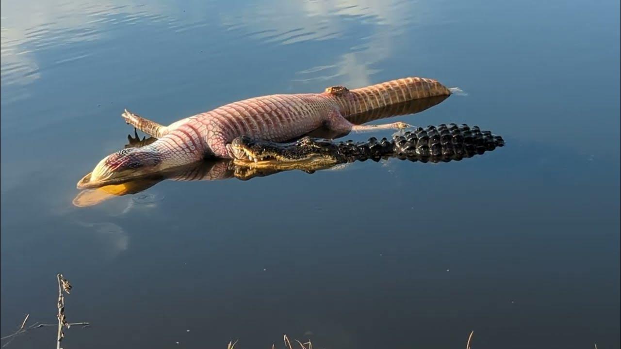 Gruesome Watching Alligator Biting Front Leg of Dead Bloated Gator ...