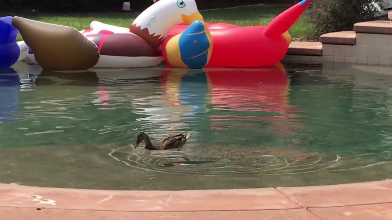 Baby Ducks All Grown Up - YouTube