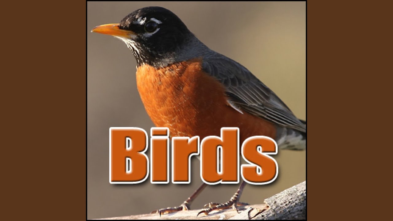 Bird, Condor - Flapping Wings, Animal Birds - YouTube