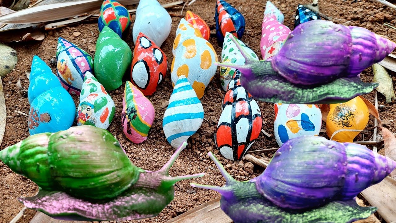 Menemukan harta karun keong, siput bekicot, Kerang, siput albino, siput ...