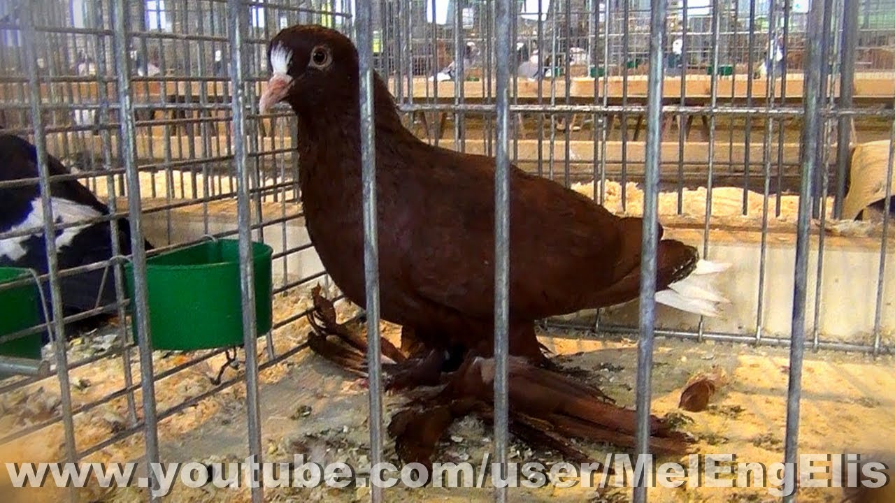 Pigeons de Couleur Pattus - Cambrai 2021 - ( Color Pigeon ...