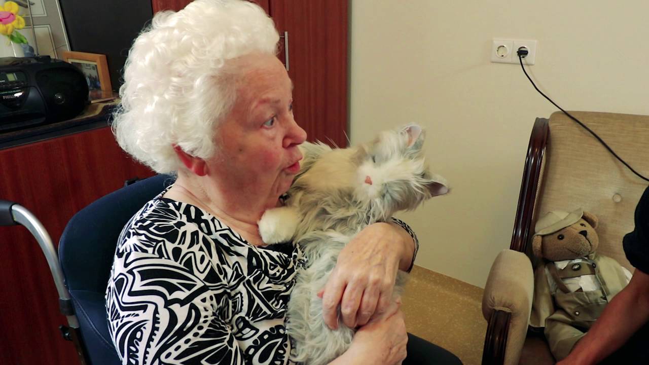 Interactieve kat - YouTube