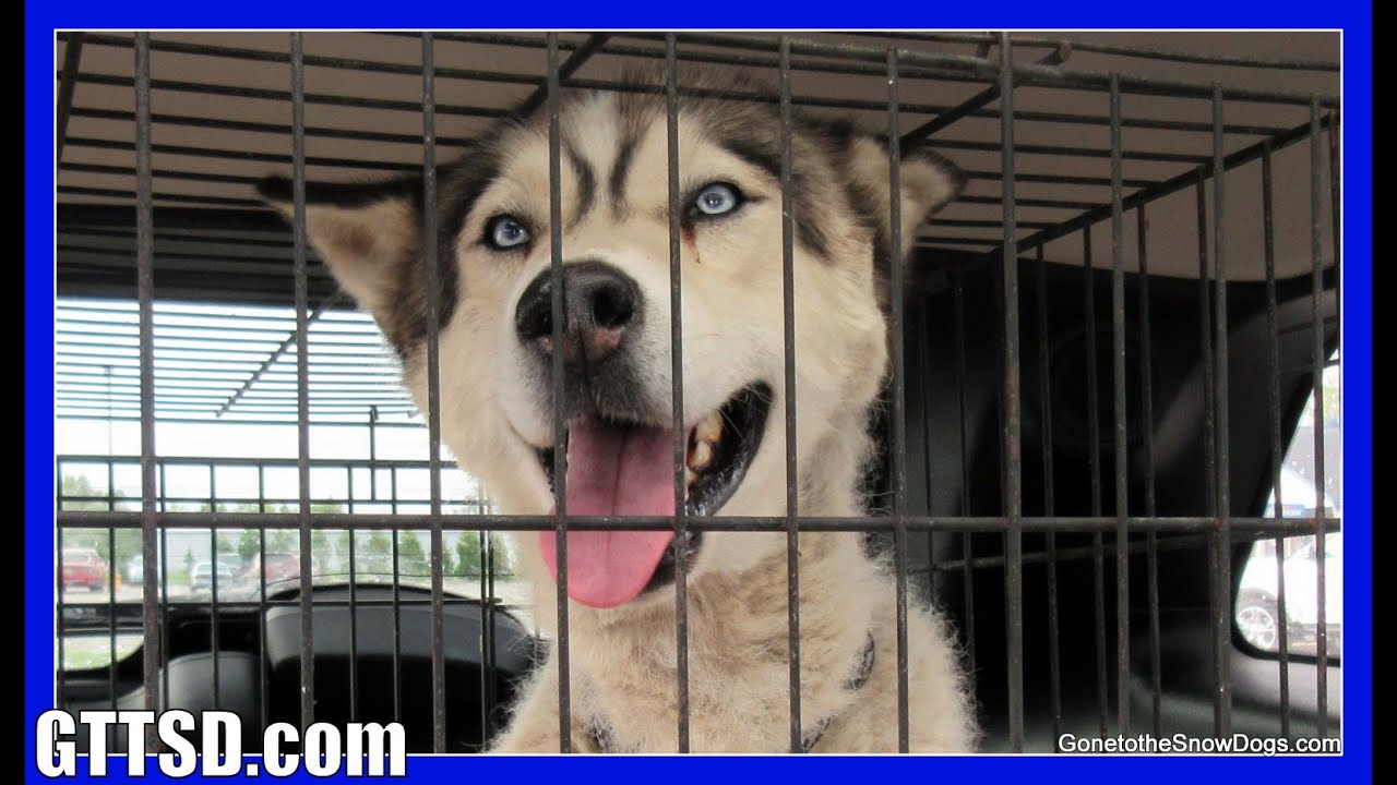 MEET KONA THE HUSKY | Shaved Husky - YouTube
