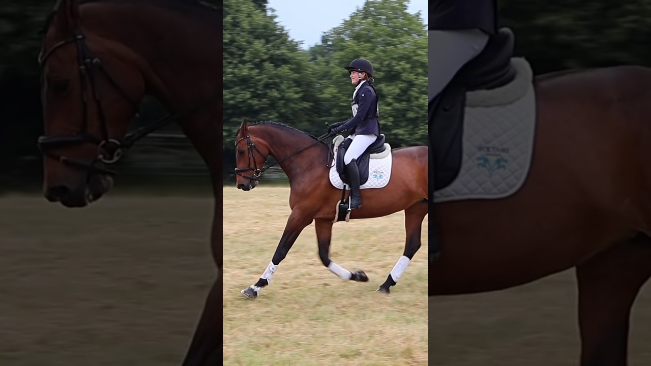 Medium trot!! #dressage #horse - YouTube