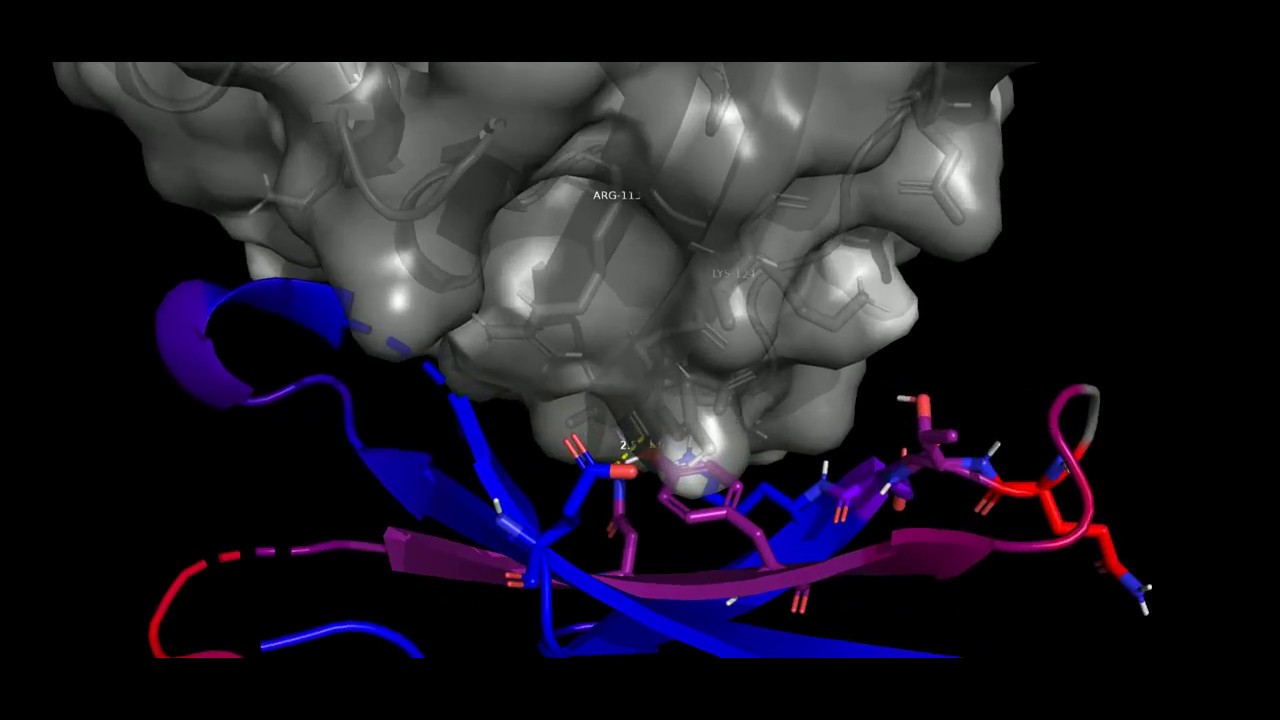 Programmed Cell Death protein 1 (PD1) in interaction with one its ...