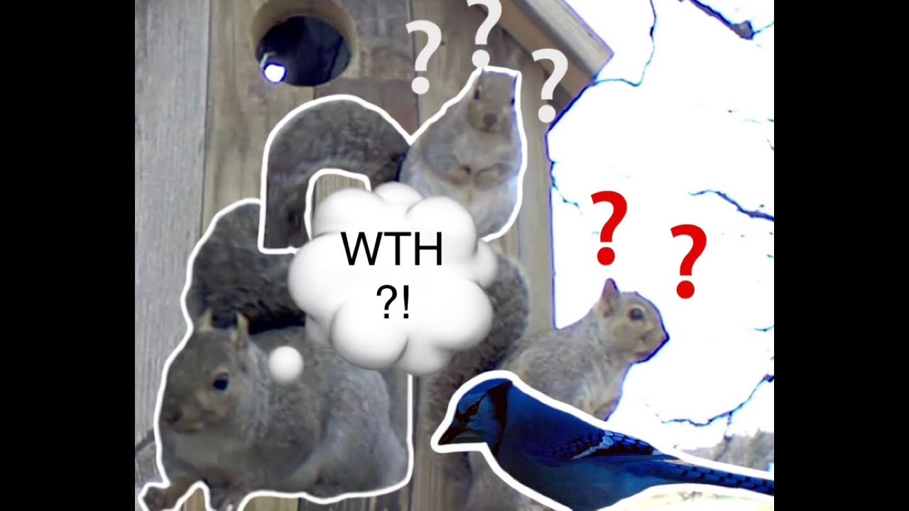 Squirrel Freak Out-Caught off Guard by Blue Jay | My Backyard Friends ...