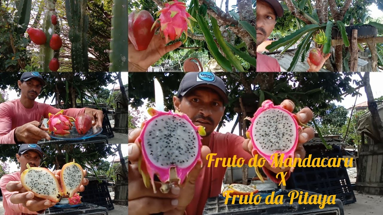 FRUTO DO MANDACARU X FRUTA DA PITAYA - YouTube