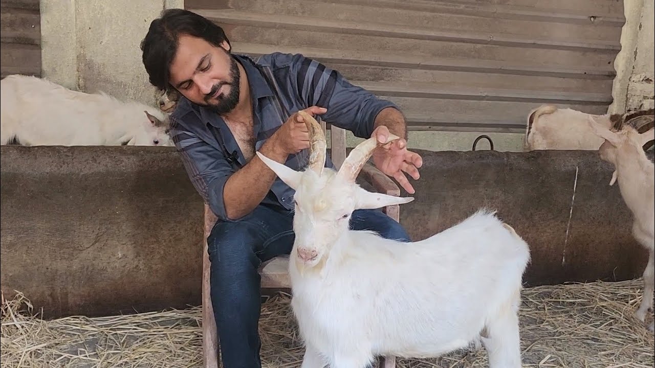 The King Of Exotic Goats | IMP Bloodline Sanean Goats | D Goat Farm ...