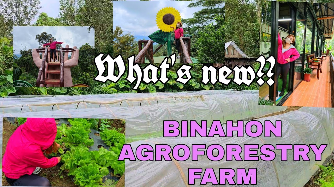 BINAHON AGROFORESTRY FARM | LANTAPAN BUKIDNON | TOURIST SPOT - YouTube